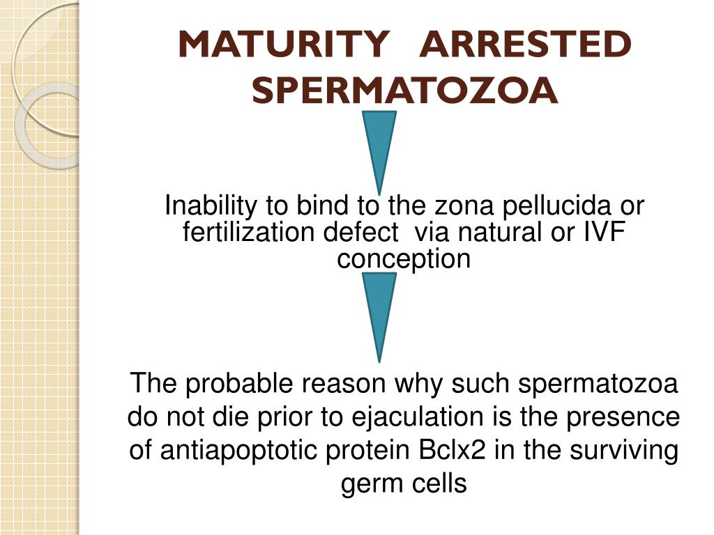 PPT - THE NOVEL METHOD FOR MATURE SPERM SELECTION IN ICSI (PICSI –DISH ...