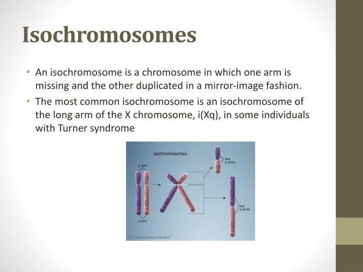 Isochromosome 17q