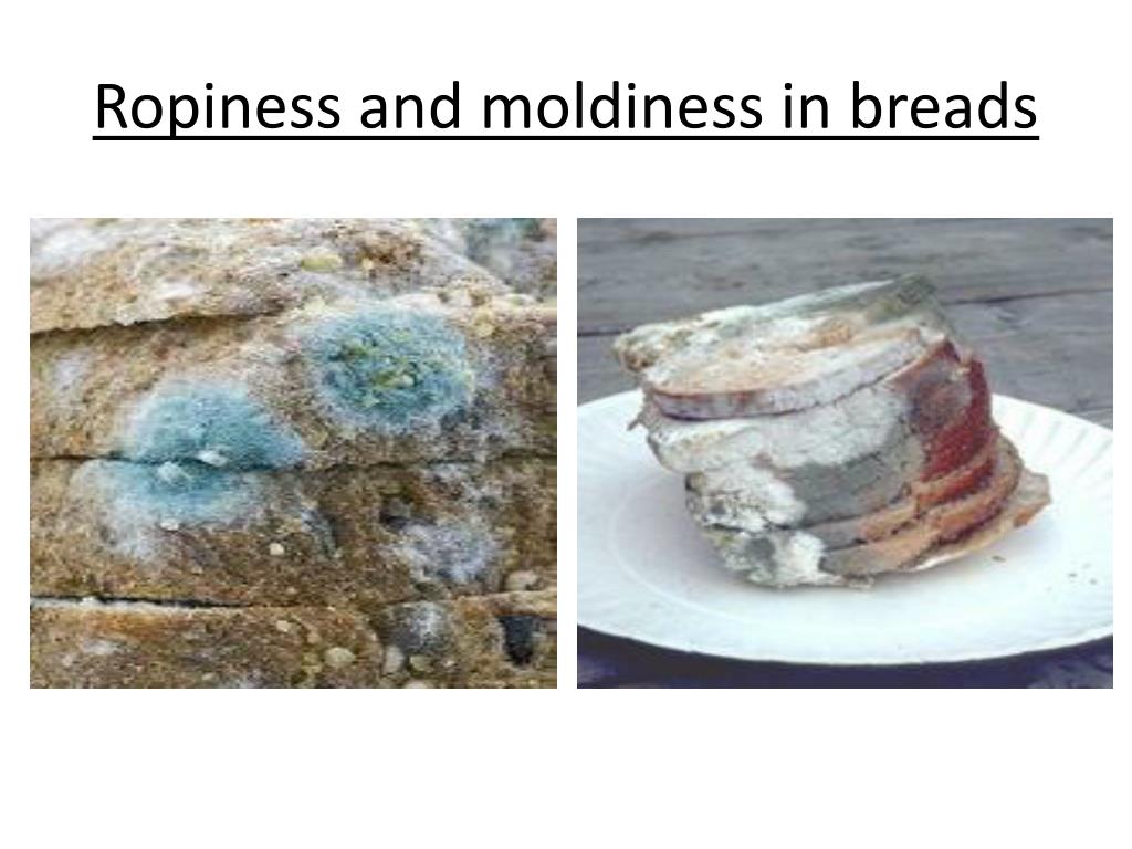 PPT - Contamination, preservation and spoilage of cereals &cereal ...
