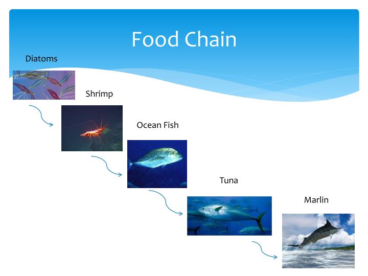 Aquatic Food Chain Of Diatoms at Matthew Greeves blog