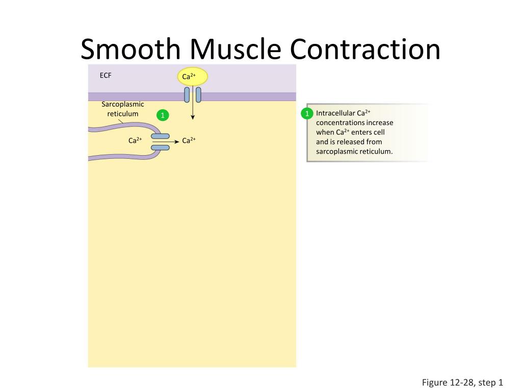 PPT - WINDSOR UNIVERSITY SCHOOL OF MEDICINE PowerPoint Presentation ...