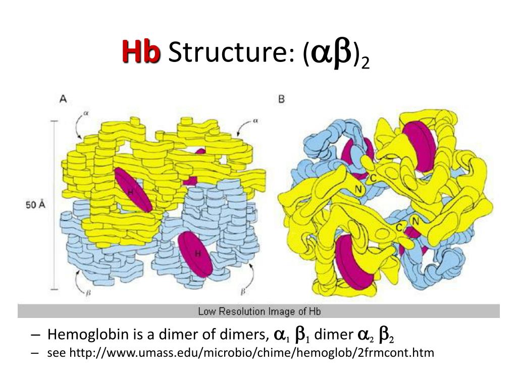 PPT - Chemical Biology 03 BLOOD PowerPoint Presentation, free download ...