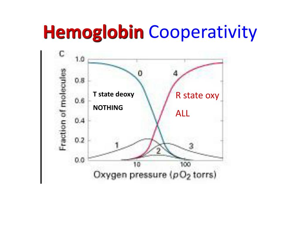 PPT - Chemical Biology 03 BLOOD PowerPoint Presentation, free download ...
