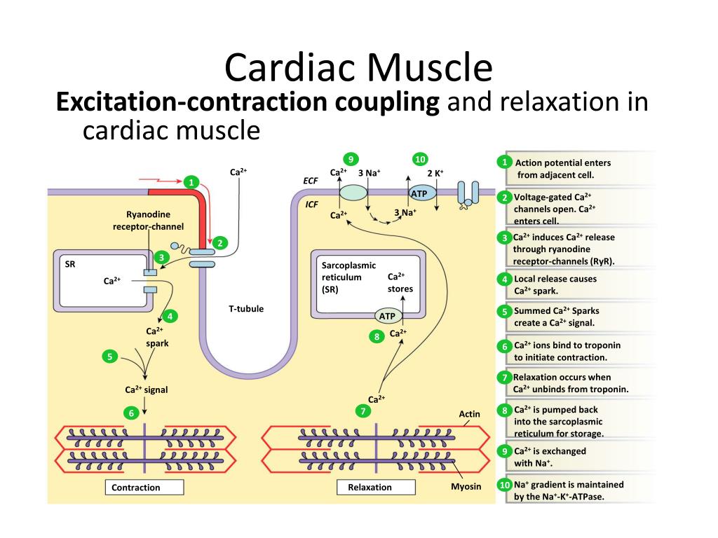 PPT - WINDSOR UNIVERSITY SCHOOL OF MEDICINE PowerPoint Presentation ...