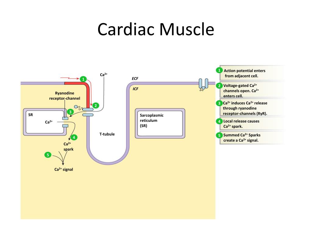 PPT - WINDSOR UNIVERSITY SCHOOL OF MEDICINE PowerPoint Presentation ...