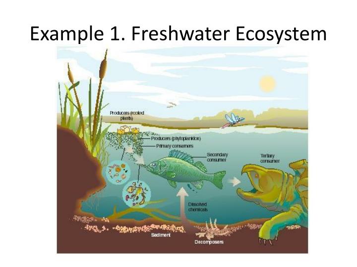 PPT - Dynamic Ecosystems PowerPoint Presentation - ID:2191387