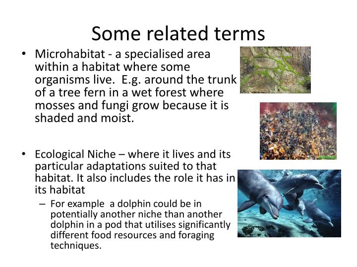 PPT - Dynamic Ecosystems PowerPoint Presentation - ID:2191387