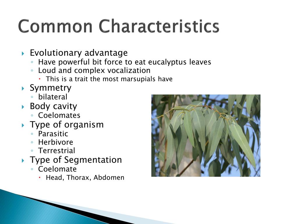 PPT - Phascolarctos cinereus - Koala PowerPoint Presentation, free ...