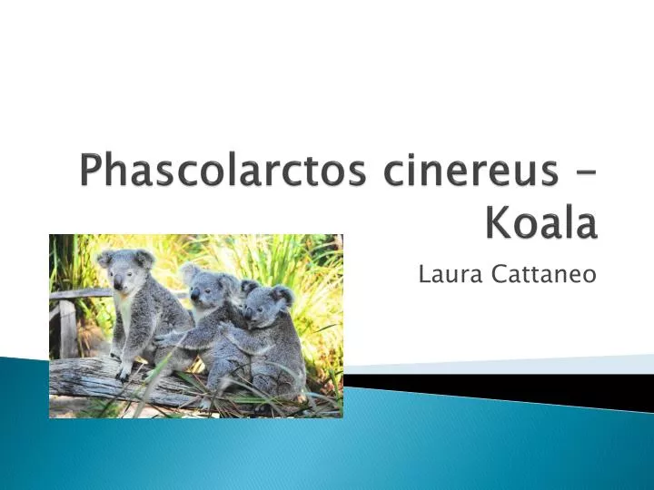 PPT - Phascolarctos cinereus - Koala PowerPoint Presentation, free ...