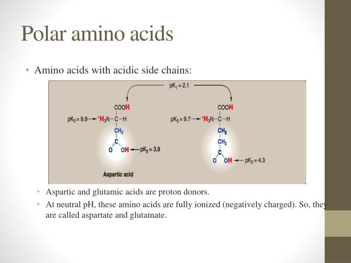Polar Charged Amino Acids