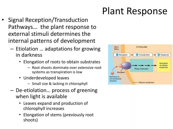 PPT - Plant Response PowerPoint Presentation, free download - ID:2191987