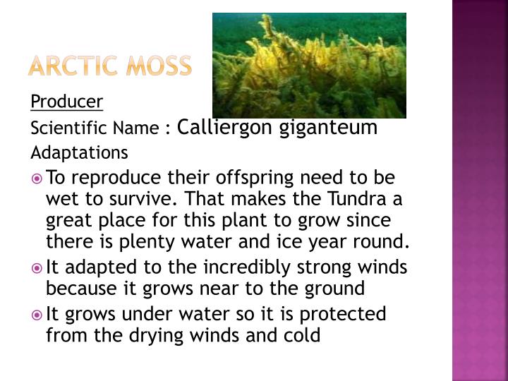 PPT - Tundra PowerPoint Presentation - ID:2192291