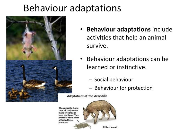 PPT - Genetic Variations PowerPoint Presentation - ID:2192898