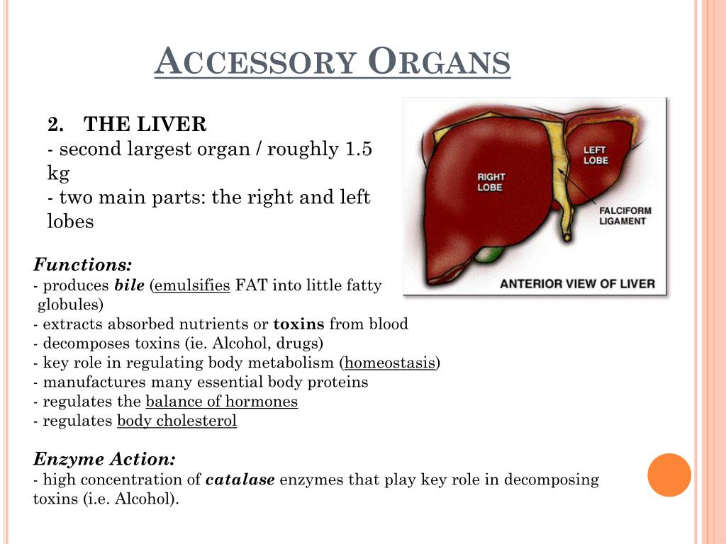 PPT - A Digestive Journey: “a trip through the donut hole” PowerPoint ...