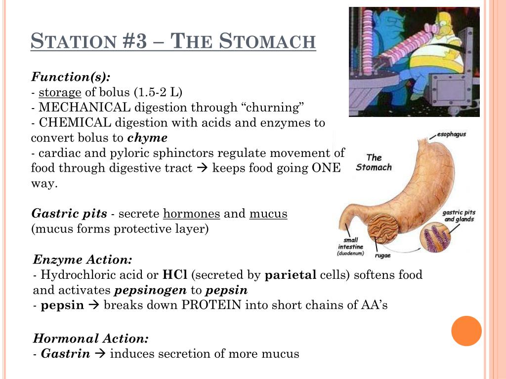 PPT - A Digestive Journey: “a trip through the donut hole” PowerPoint ...