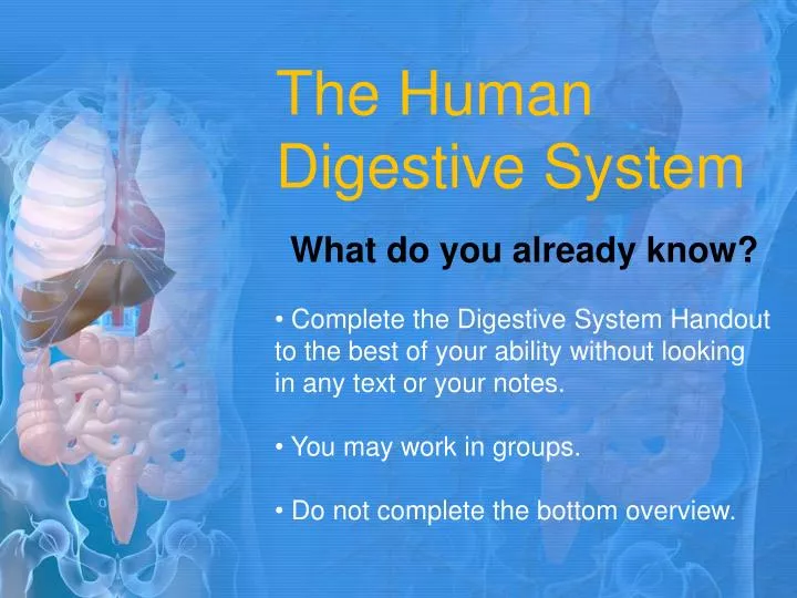 PPT - The Human Digestive System PowerPoint Presentation, free download ...