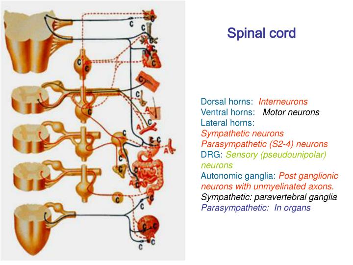 PPT - Central Nervous System Histology Slide Orientation PowerPoint ...