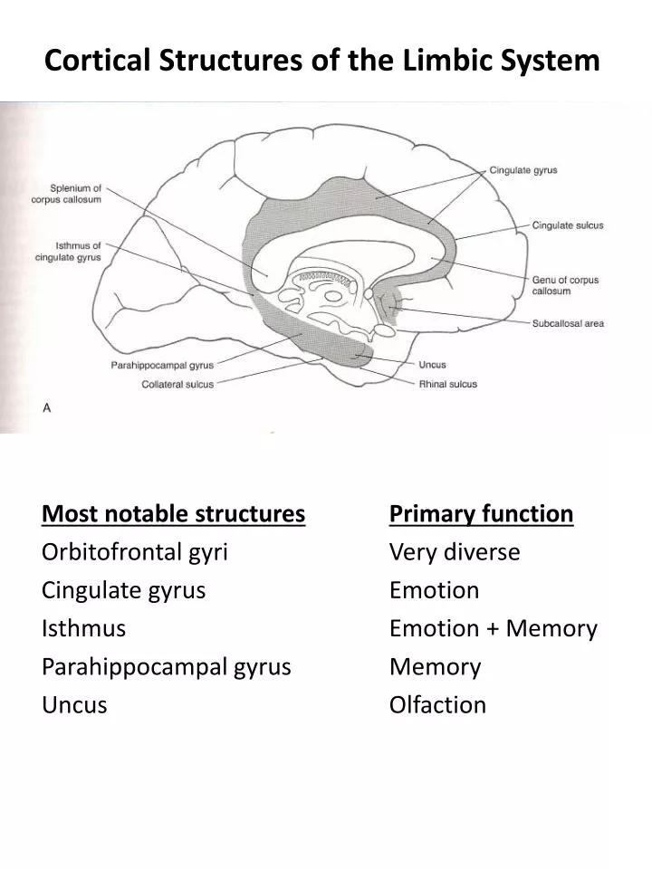 PPT - Cortical Structures of the Limbic System PowerPoint Presentation ...