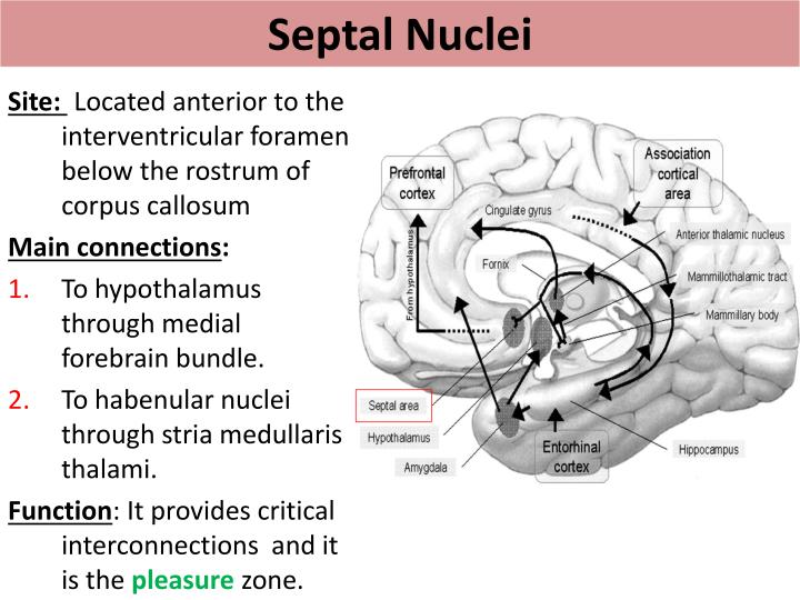PPT - Limbic System PowerPoint Presentation - ID:2194319