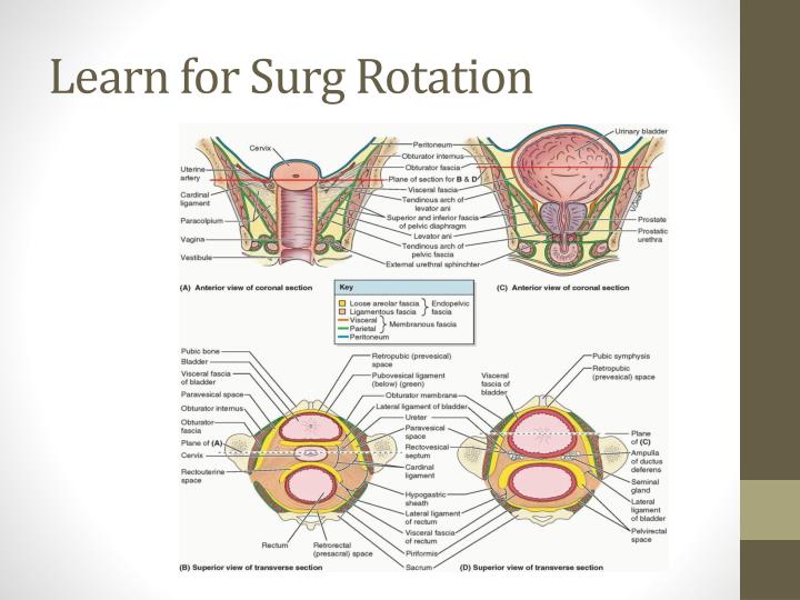 PPT - The Vertebral Column PowerPoint Presentation - ID:2194322