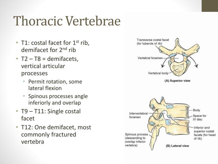 PPT - The Vertebral Column PowerPoint Presentation - ID:2194322