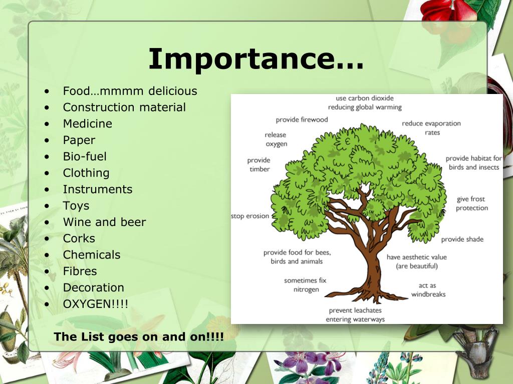PPT - Plants PowerPoint Presentation, free download - ID:2194336 PPT - Plants PowerPoint Presentation, free download - ID:2194336