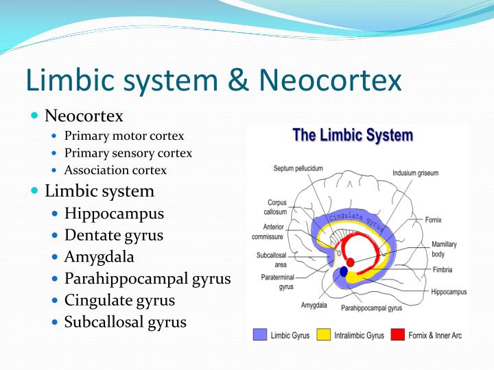 PPT - Basic principle in neuroanatomy PowerPoint Presentation - ID:2194395