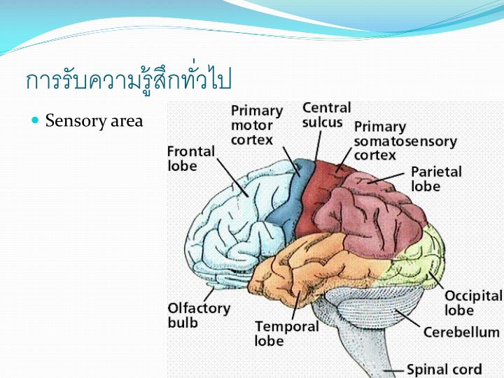 PPT - Basic principle in neuroanatomy PowerPoint Presentation - ID:2194395