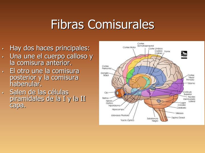 PPT - Corteza Cerebral PowerPoint Presentation - ID:2194445