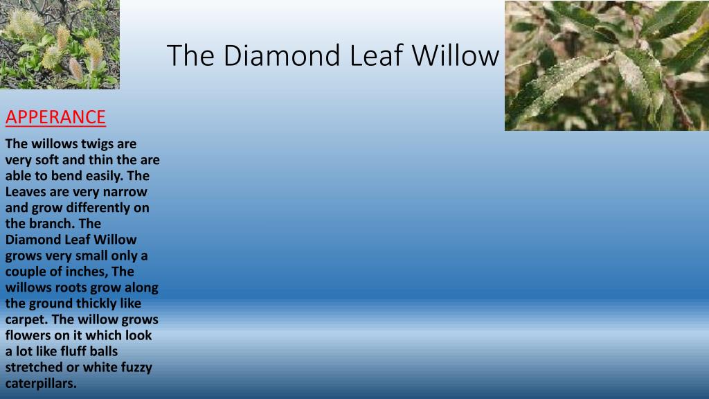 Diamond Leaf Willow Tundra