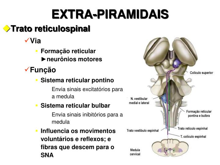 PPT - SEMIOLOGIA NEUROLÓGICA III PowerPoint Presentation - ID:2194745