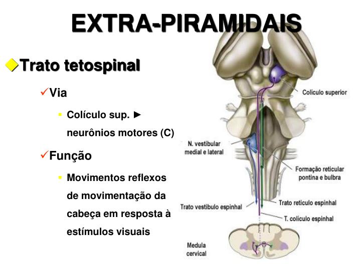 PPT - SEMIOLOGIA NEUROLÓGICA III PowerPoint Presentation - ID:2194745