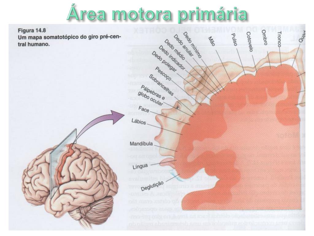 PPT - SEMIOLOGIA NEUROLÓGICA III PowerPoint Presentation, free download ...
