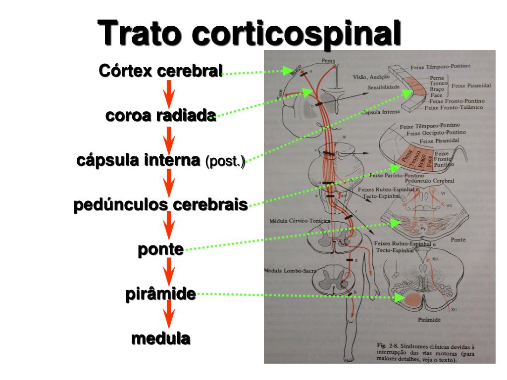 PPT - SEMIOLOGIA NEUROLÓGICA III PowerPoint Presentation, free download ...