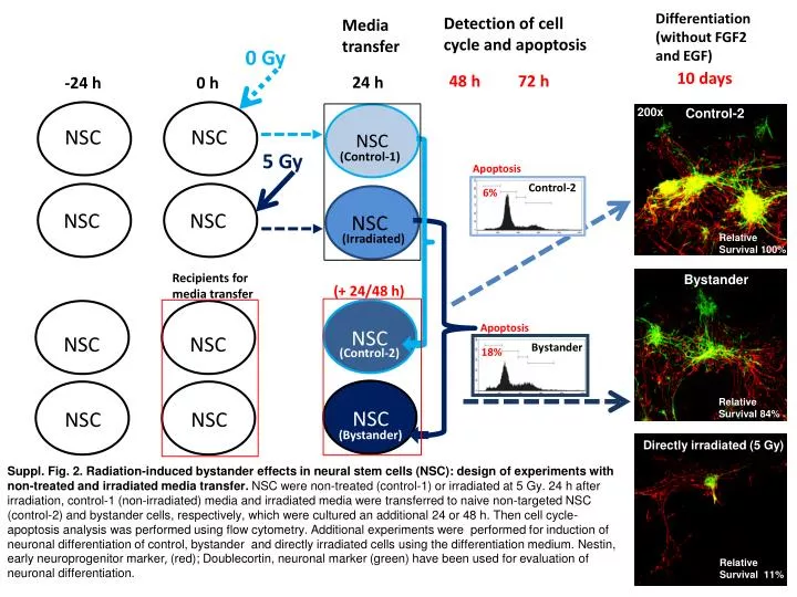 PPT - NSC PowerPoint Presentation, free download - ID:2195102