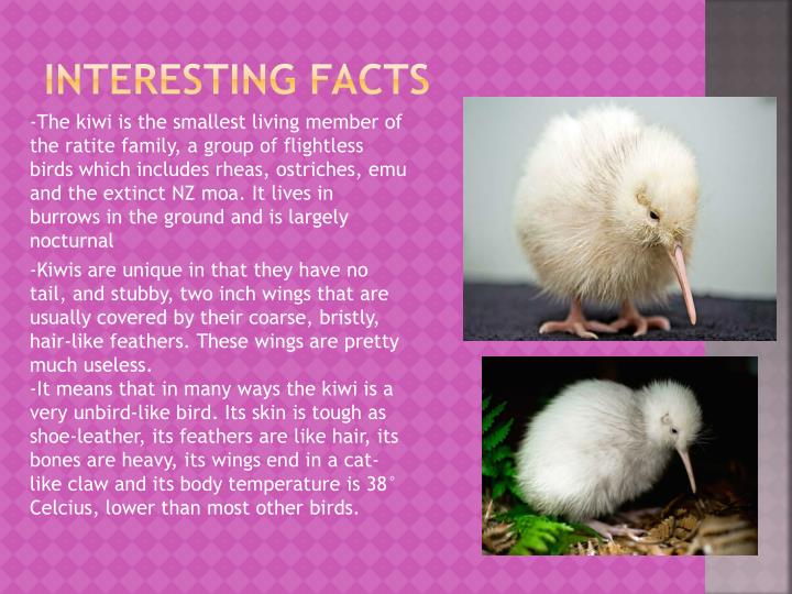 PPT - KIWI BIRDS PowerPoint Presentation - ID:2195116
