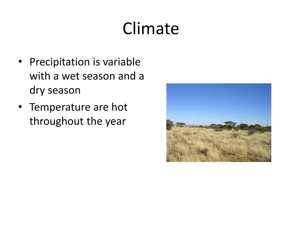 PPT - AIM: SWBAT describe the unique features of the tropical grassland ...