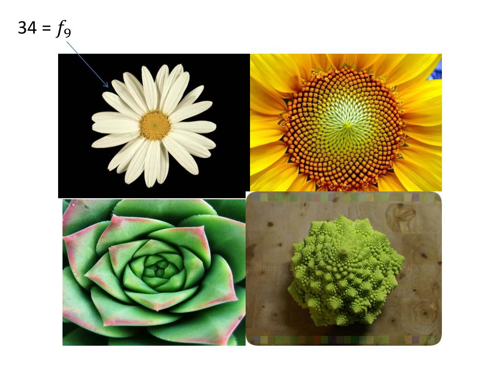 PPT - The Golden Ratio: From Physics to the Human Brain, Behavior ...