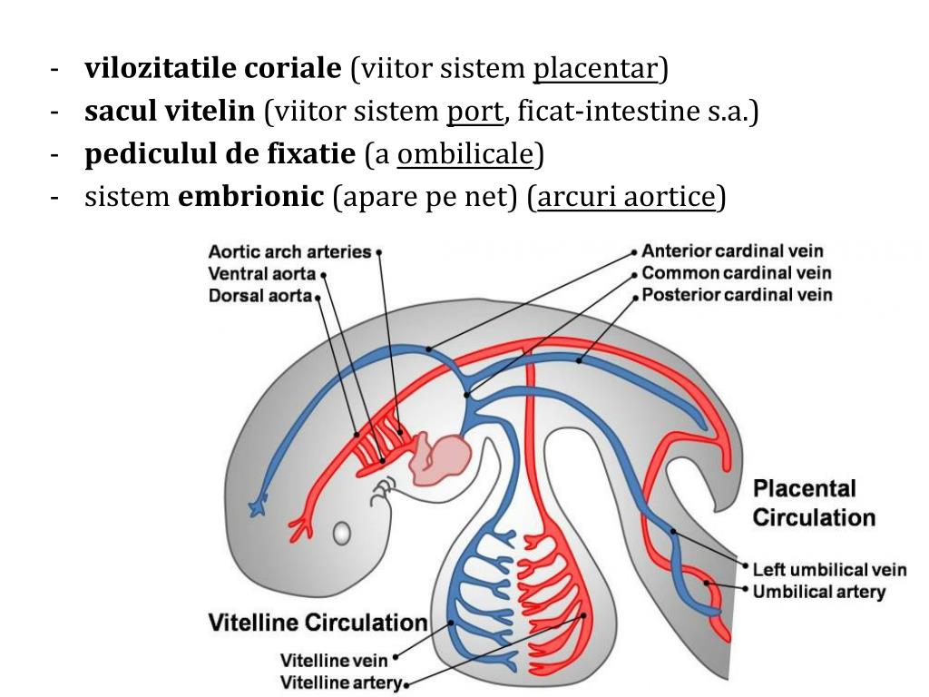 PPT - Geneza vaselor de sange PowerPoint Presentation, free download ...