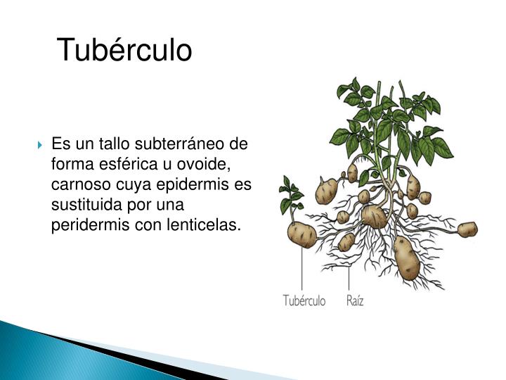 PPT - Tallo PowerPoint Presentation - ID:2196428
