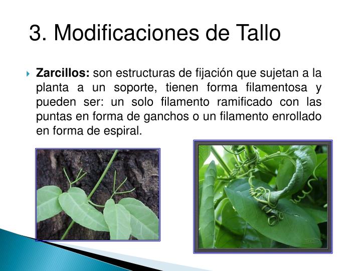 PPT - Tallo PowerPoint Presentation - ID:2196428