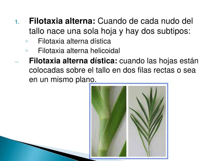 PPT - Tallo PowerPoint Presentation - ID:2196428