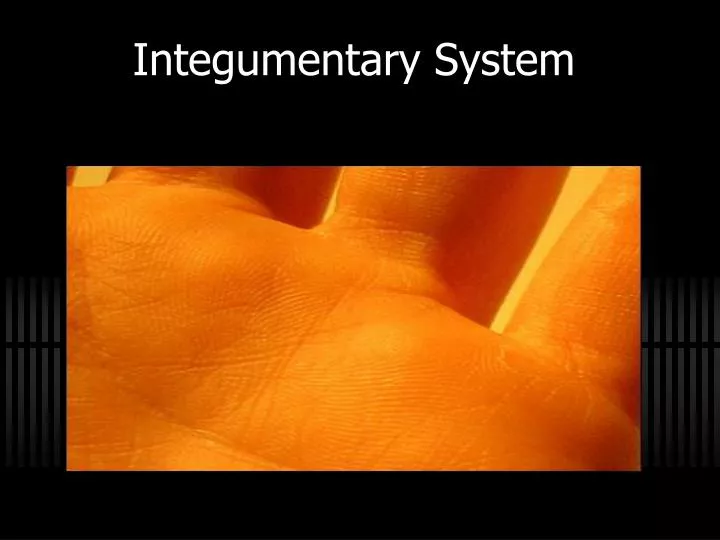 PPT - Integumentary System PowerPoint Presentation, free download - ID ...