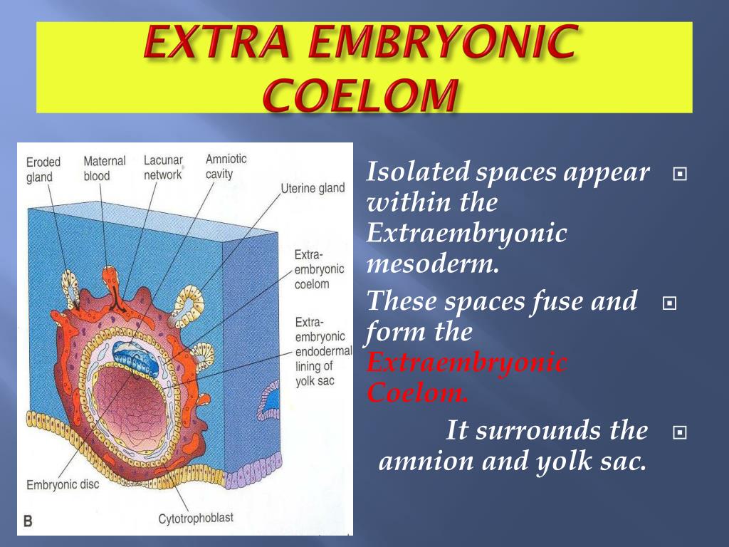 PPT - Bilaminar & trilaminar Discs & Their Derivatives PowerPoint ...