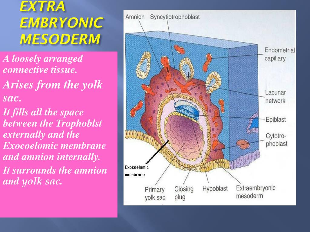 PPT - Bilaminar & trilaminar Discs & Their Derivatives PowerPoint ...