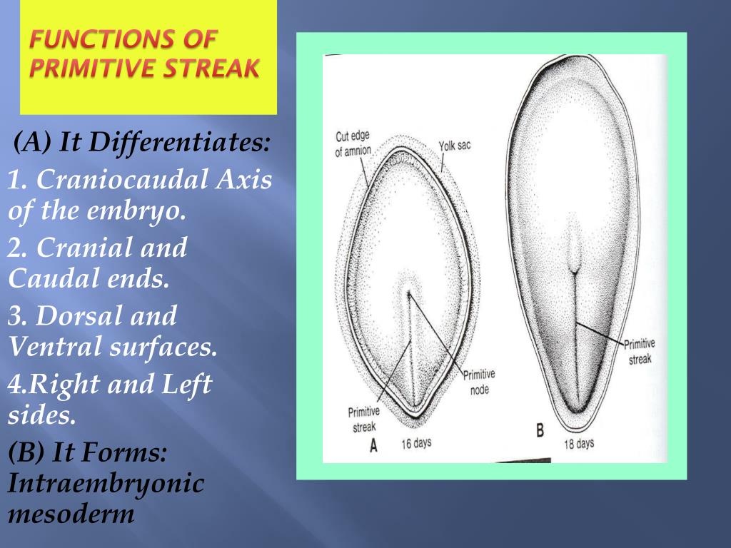 PPT - Bilaminar & trilaminar Discs & Their Derivatives PowerPoint ...