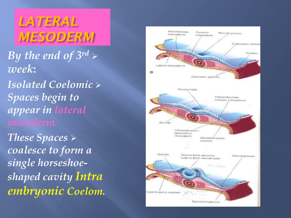 PPT - Bilaminar & trilaminar Discs & Their Derivatives PowerPoint ...
