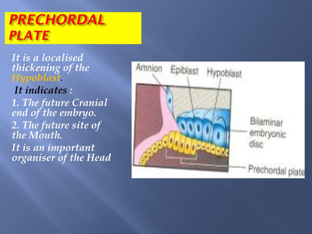 PPT - Bilaminar & trilaminar Discs & Their Derivatives PowerPoint ...