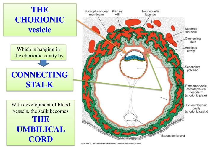 PPT - What is the final product of the first week of development ...