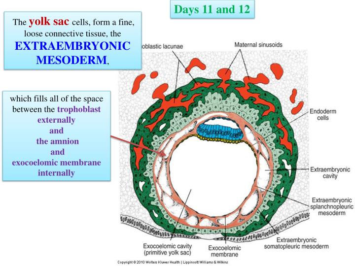 PPT - What is the final product of the first week of development ...
